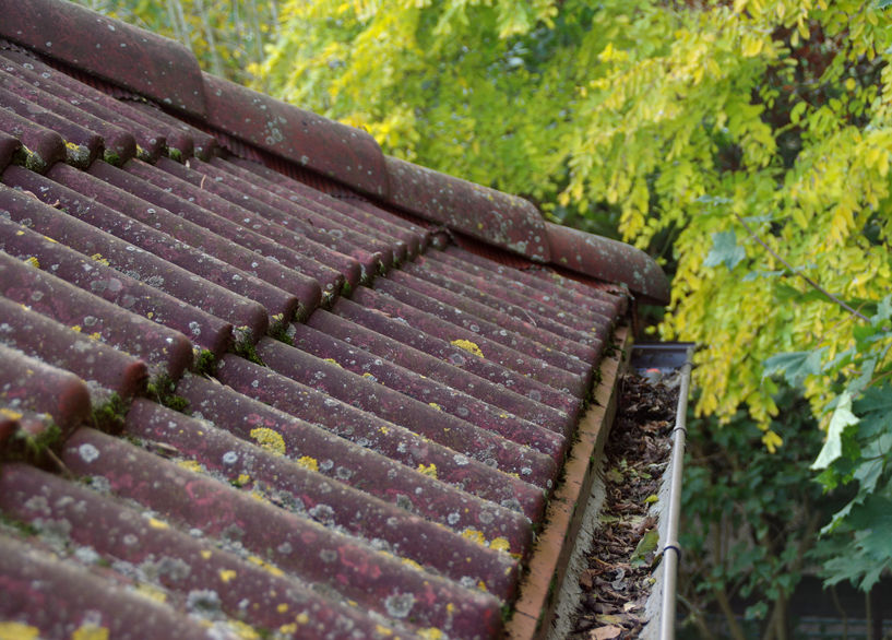 How Portland Trees Clog Your Gutters and What to Do About It - Moss Busters