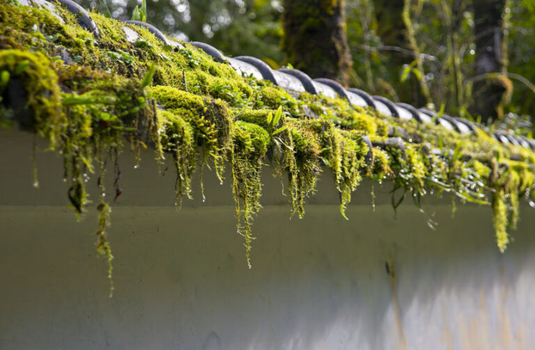 Why Moss Loves Your Gutters and How to Keep It Away - Moss Busters
